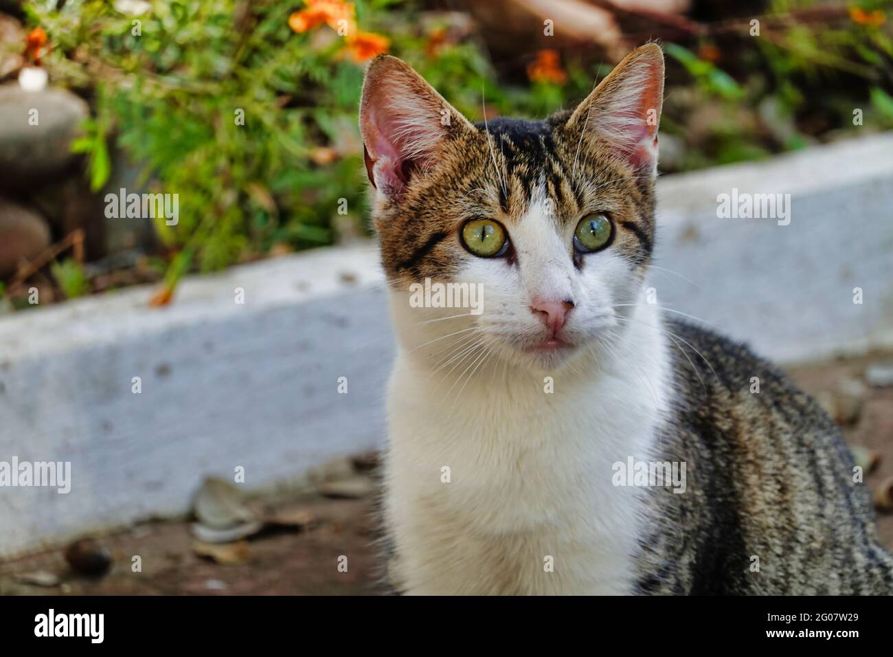 Cute mixed breed feral cat with sharp ears carefully looking into the ...