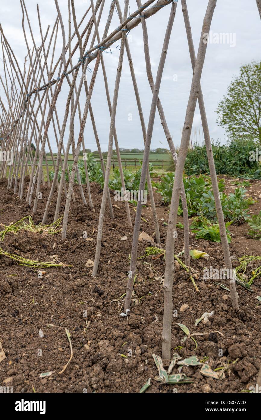 Rustic runner bean frame hi-res stock photography and images - Alamy