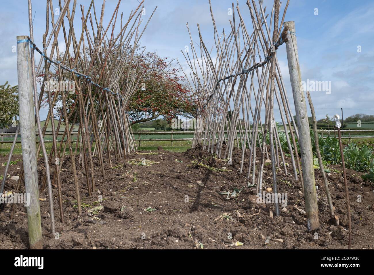 Home made supporting frame ready to support runner beans Stock Photo ...