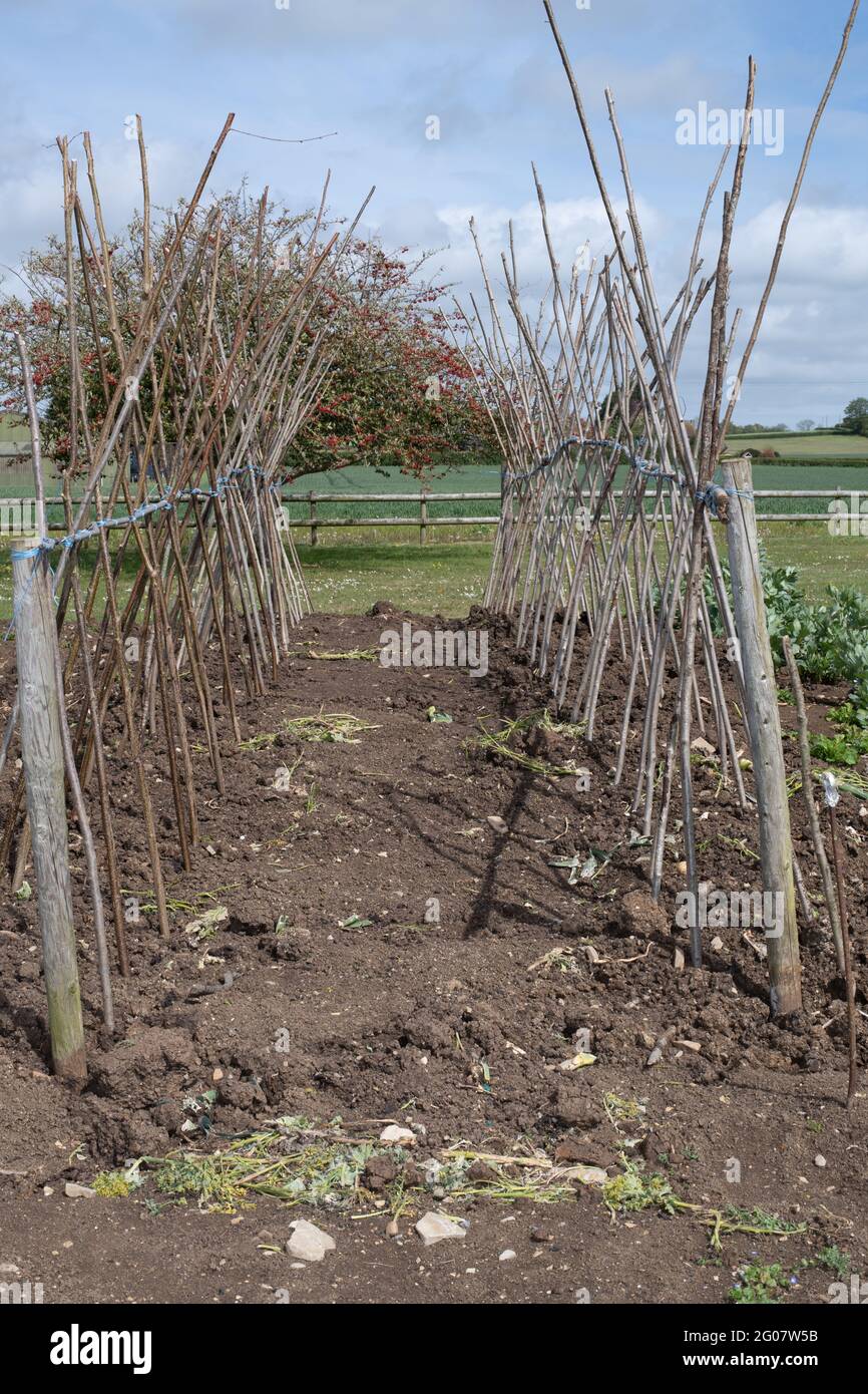 Rustic runner bean frame hi-res stock photography and images - Alamy