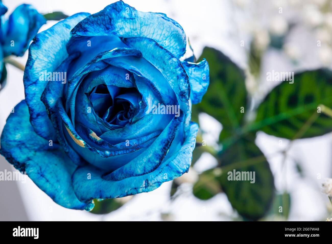 The blue rose hi-res stock photography and images - Alamy
