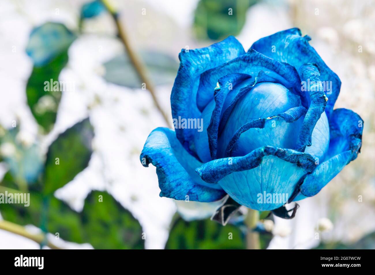 The blue rose hi-res stock photography and images - Alamy