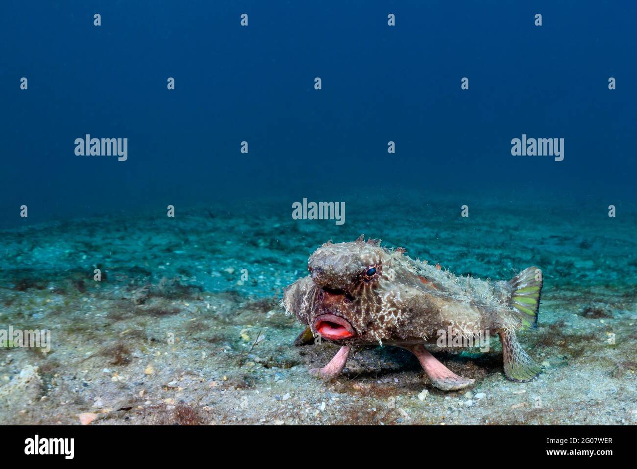 Red lipped batfish hi-res stock photography and images - Alamy
