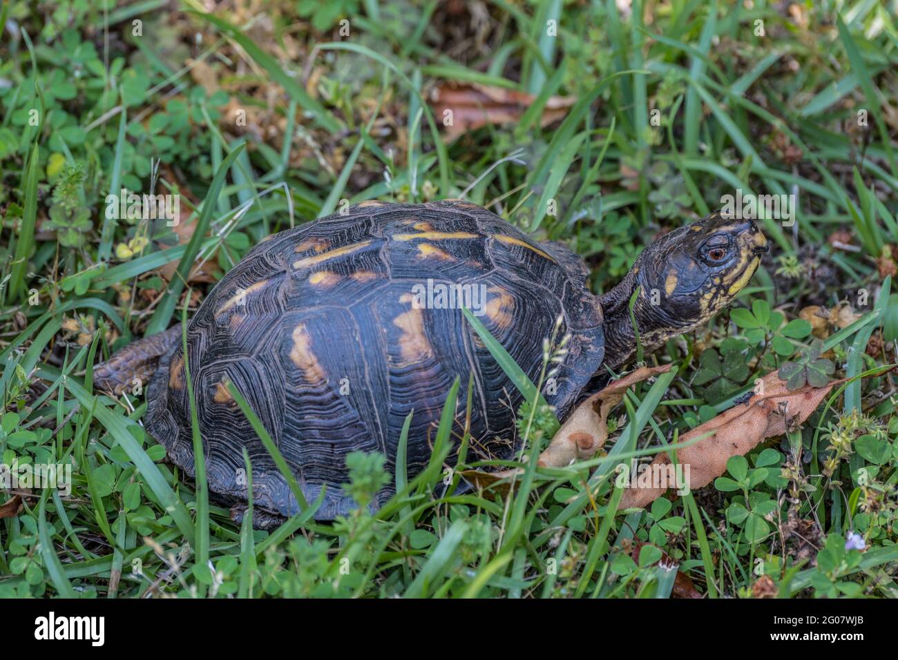 Eastern box turtle shell pattern hi-res stock photography and images ...