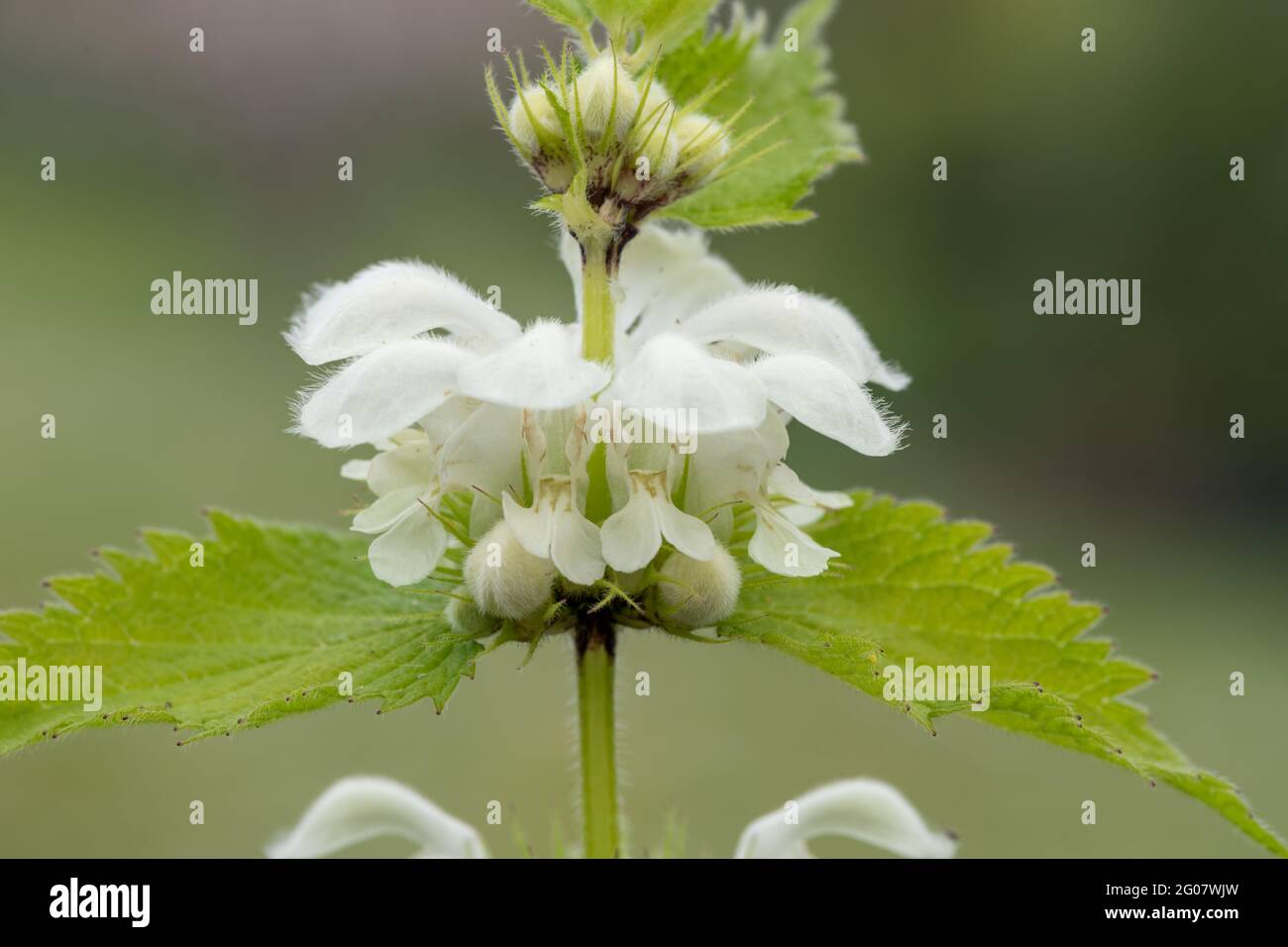 Close up of stinging nettle (urtica dioica) flowers Stock Photo - Alamy