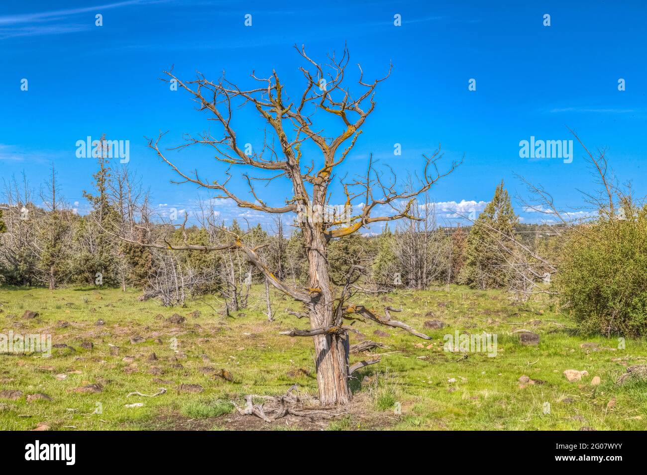 Dead snag in a field with blue sky Stock Photo - Alamy