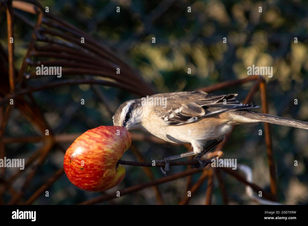 Chalk-browed Mockingbird eating an apple Stock Photo - Alamy