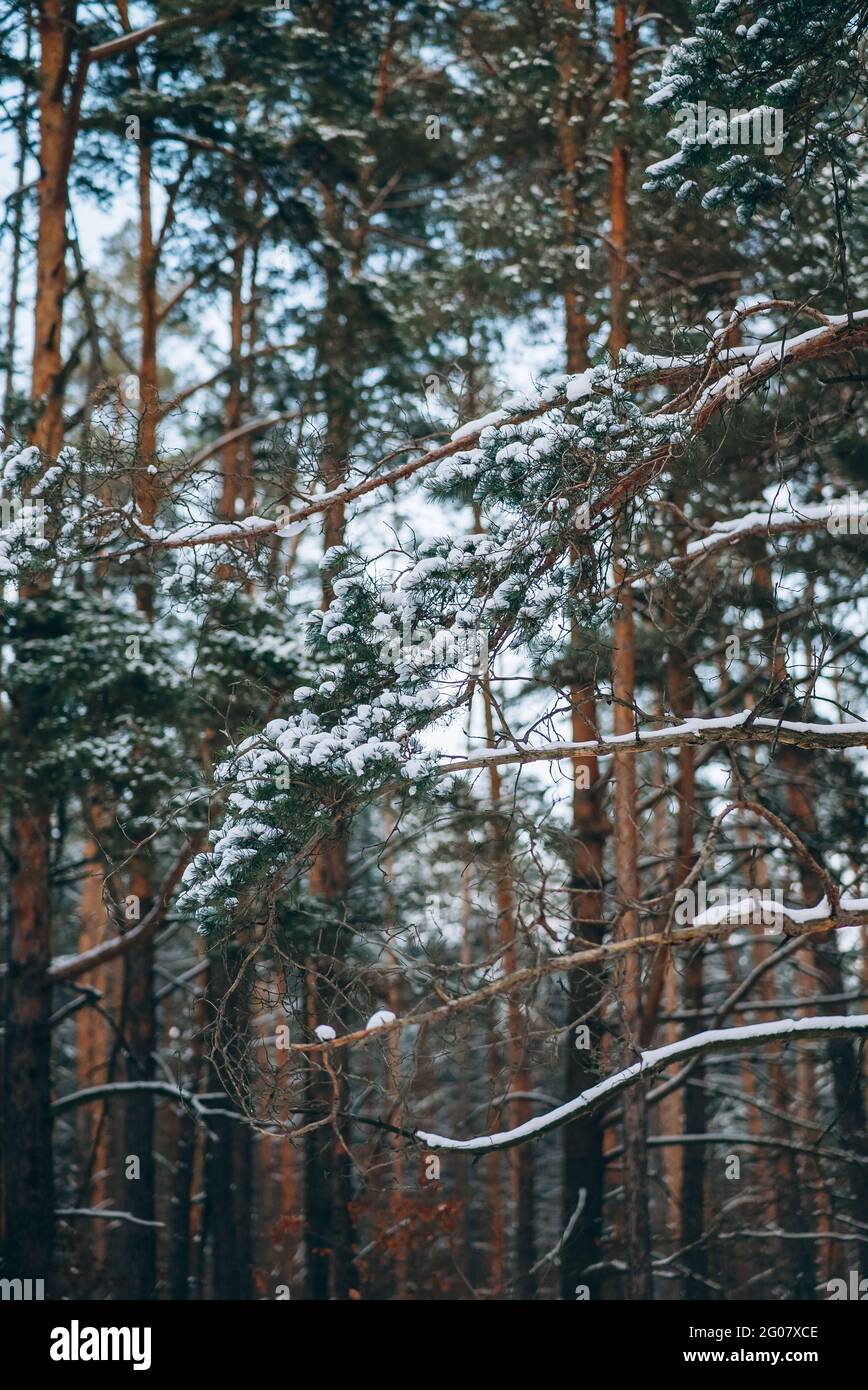 Winter forest with snow on trees and floor Stock Photo - Alamy