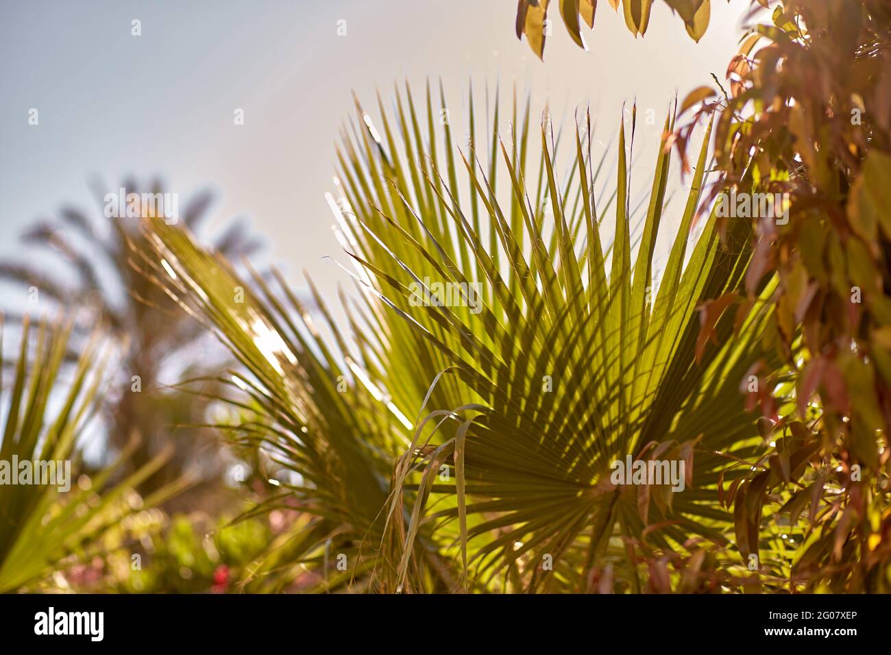 Tropical palm in sunny day. Summer paradise environment. Natural ...