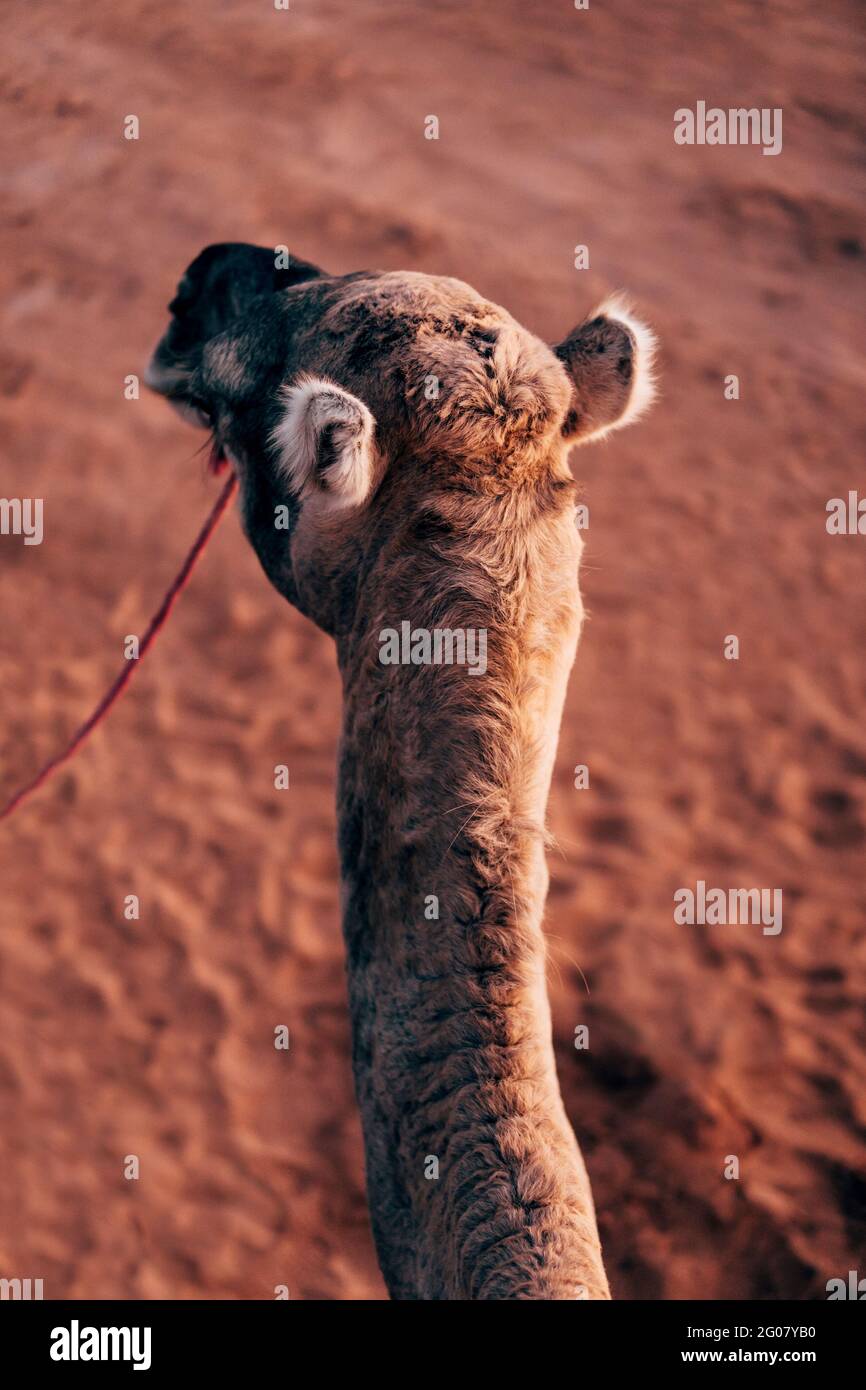 From above of head of peaceful camel with sand on blurred background in ...