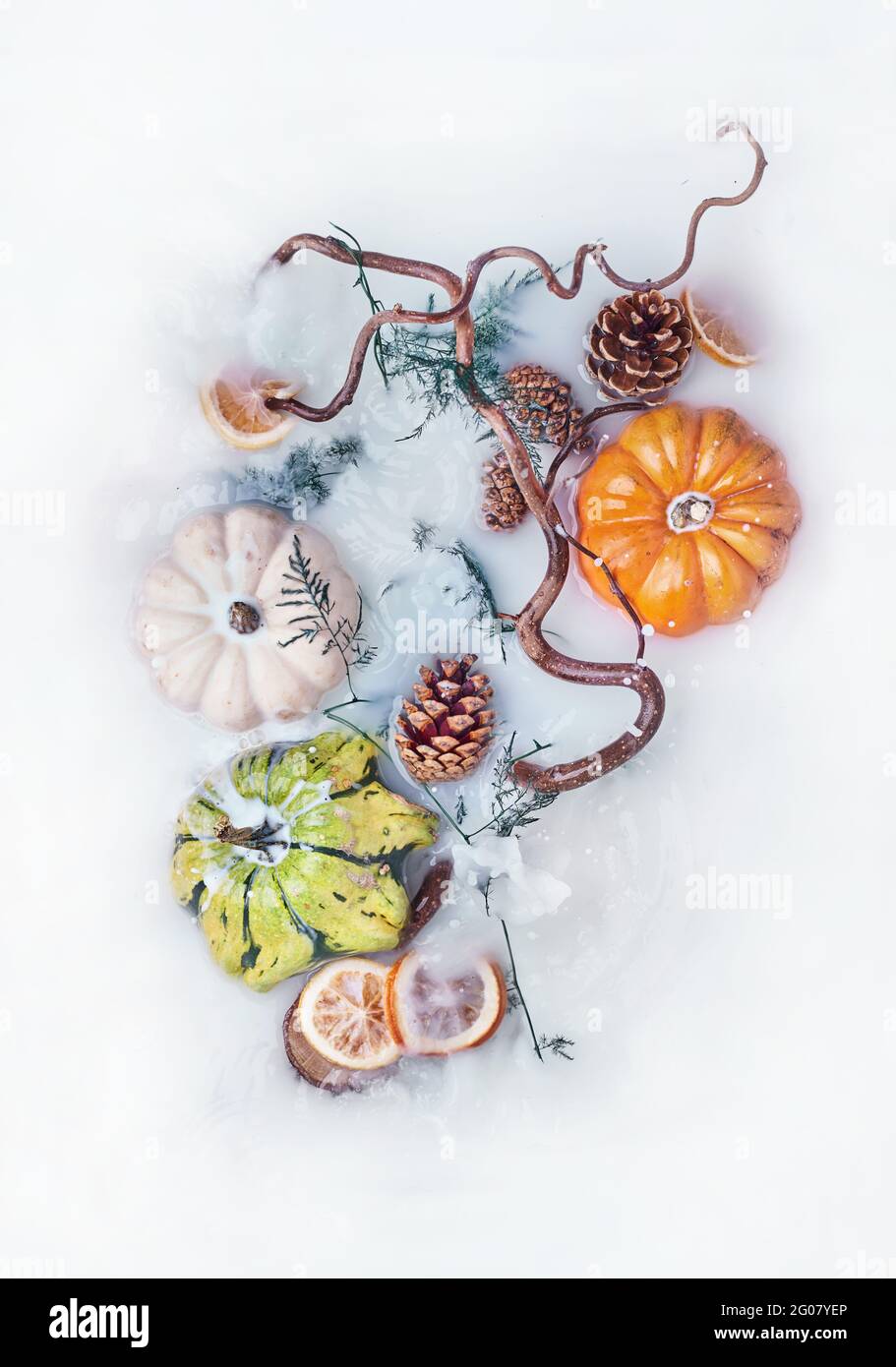 Top view pumpkin branches hi-res stock photography and images - Alamy