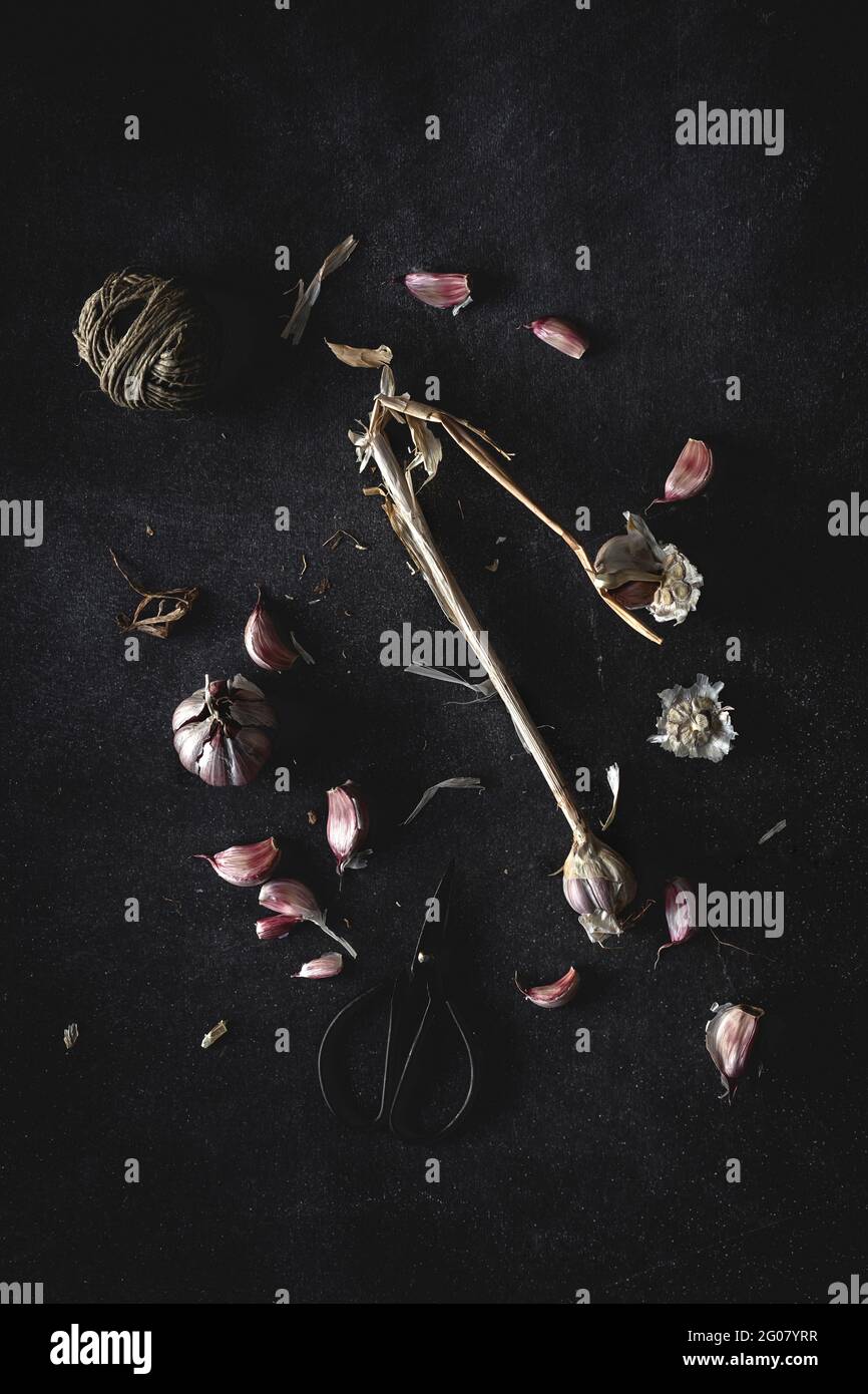 From above bouquet of fresh purple garlic cloves placed in dark ...