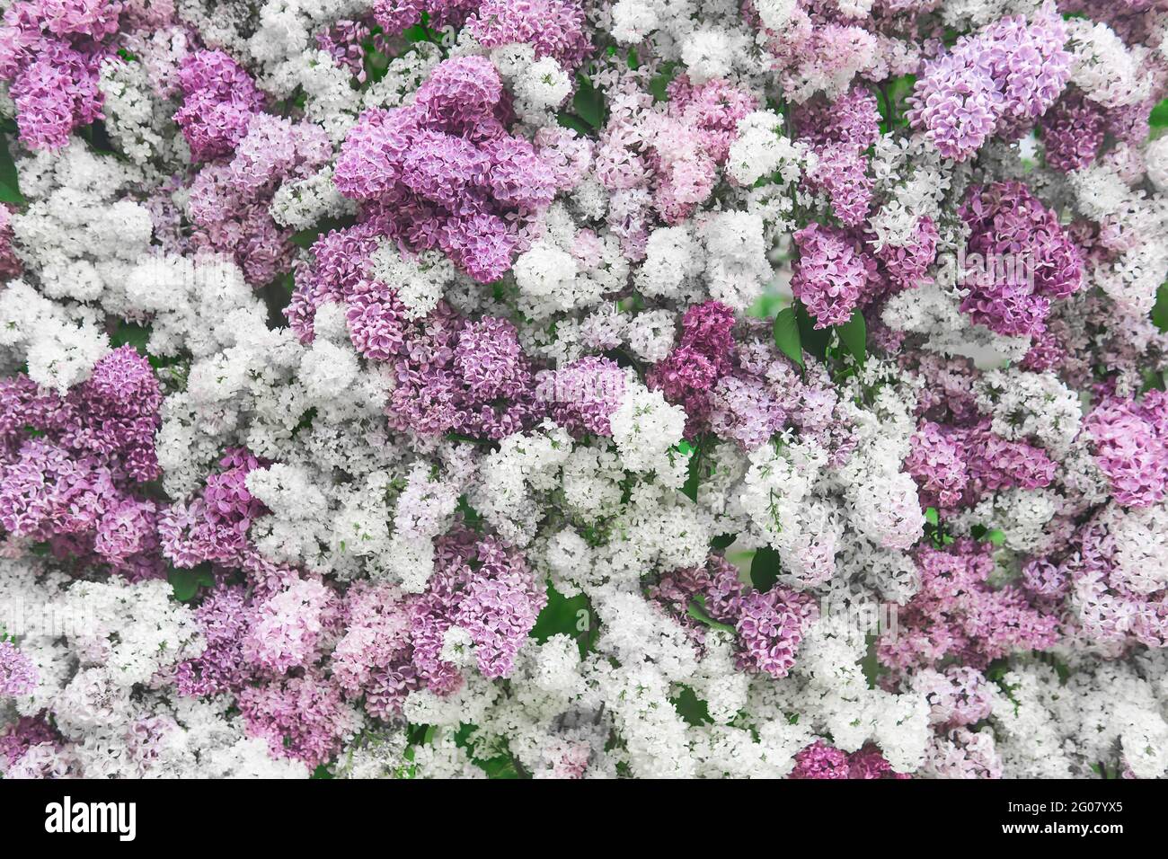 natural background of white, purple and pink blooming lilacs Stock ...