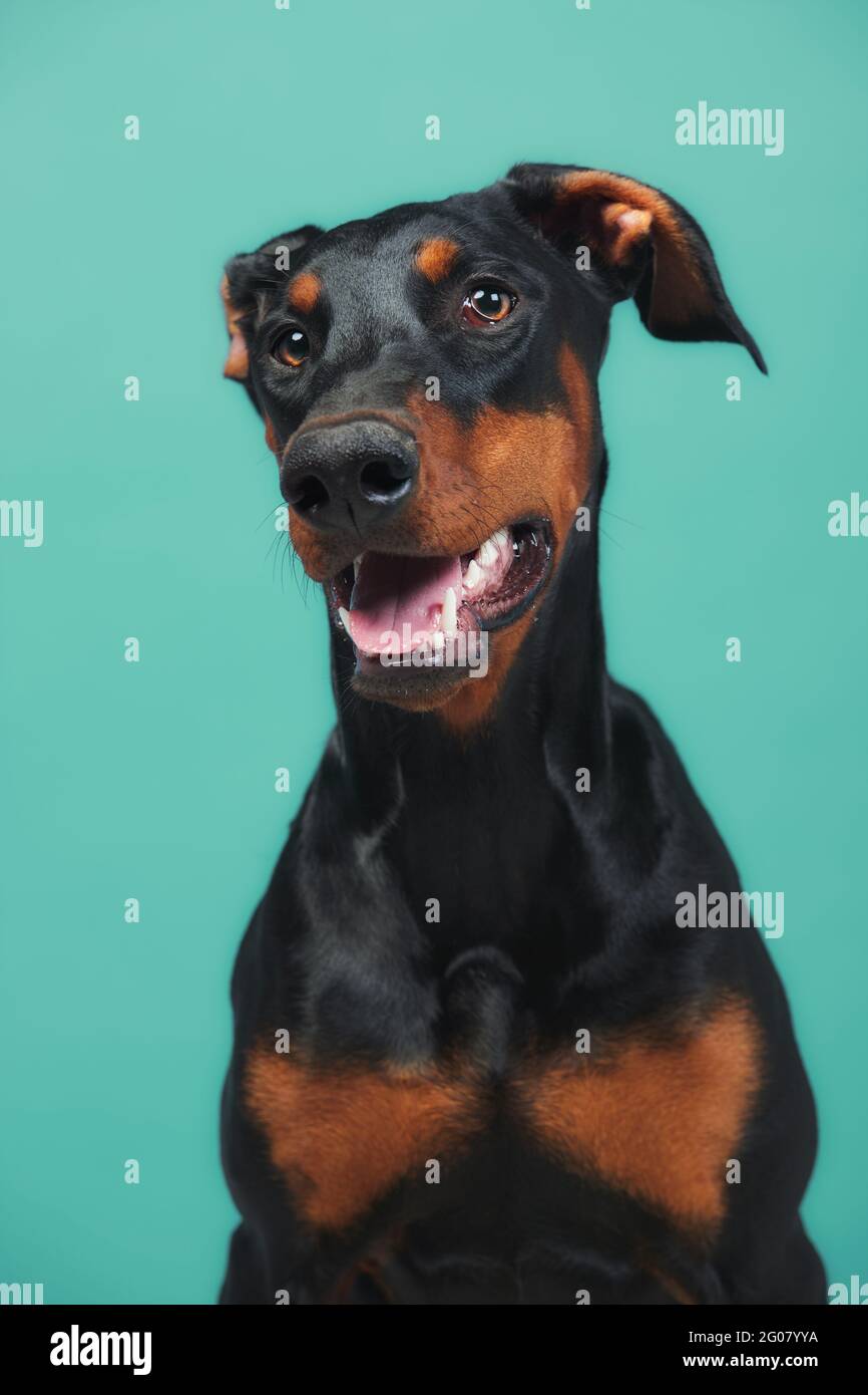 Studio shot beautiful doberman hi-res stock photography and images - Alamy