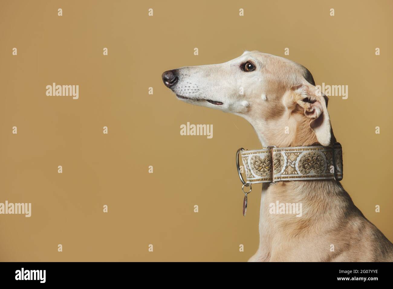 Portrait of Stylish Greyhound Breed Dog Over Brown Background Stock ...
