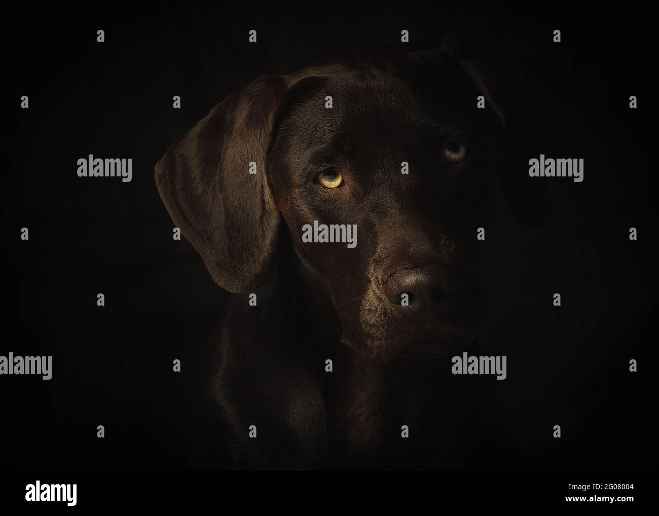 Portrait of beautiful german braco brown dog over dark background Stock ...