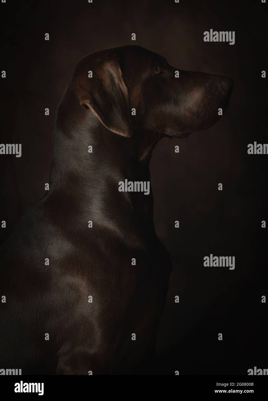 Portrait of beautiful german braco brown dog over dark background Stock ...