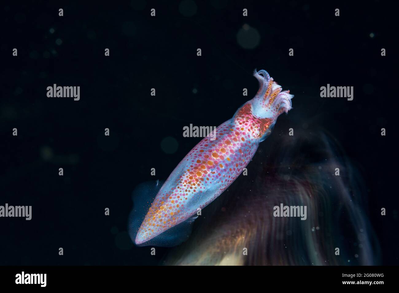 Neon flying squid with transparent dappled body and small arms among ...