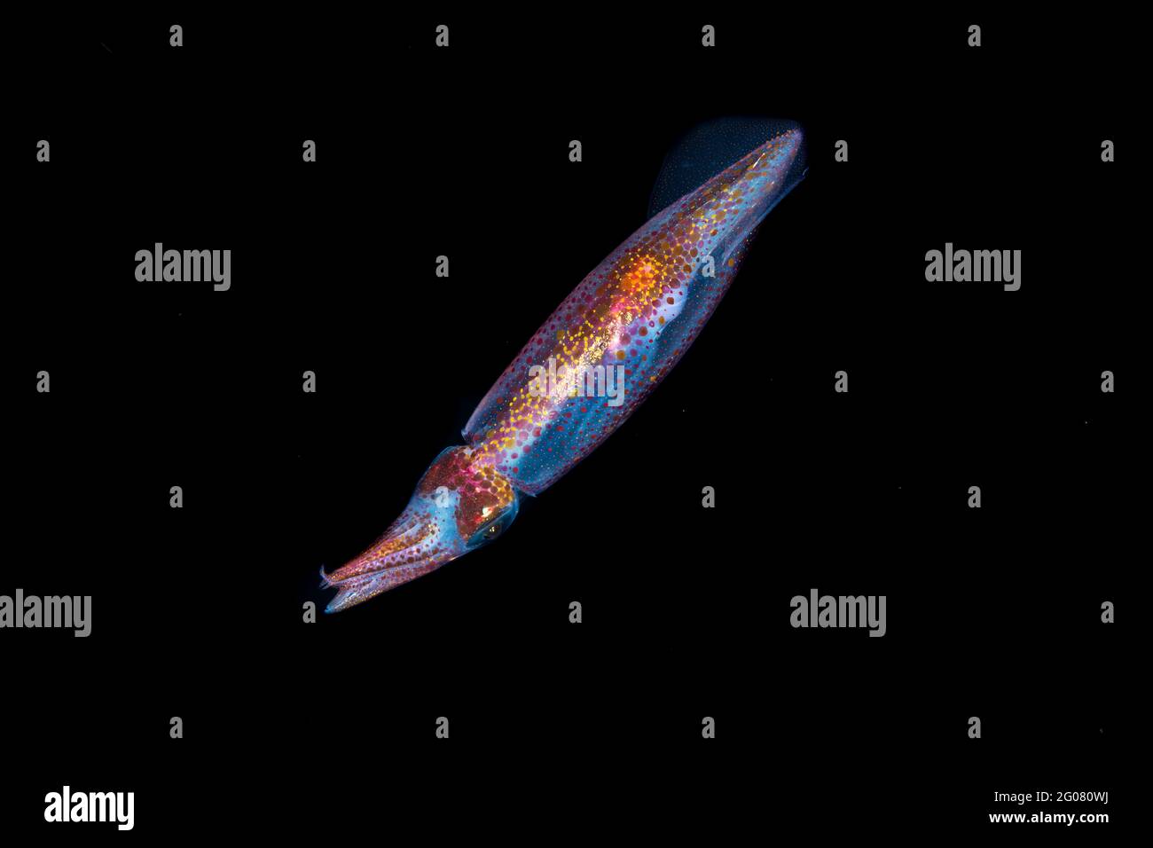 Squid mouth hi-res stock photography and images - Alamy