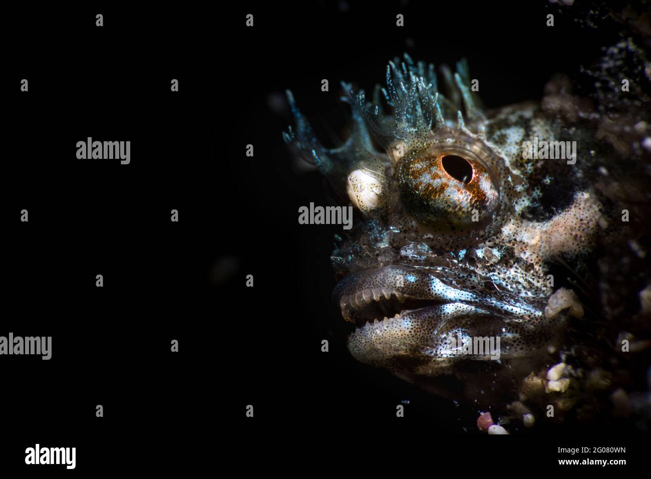 Transparent Head Fish