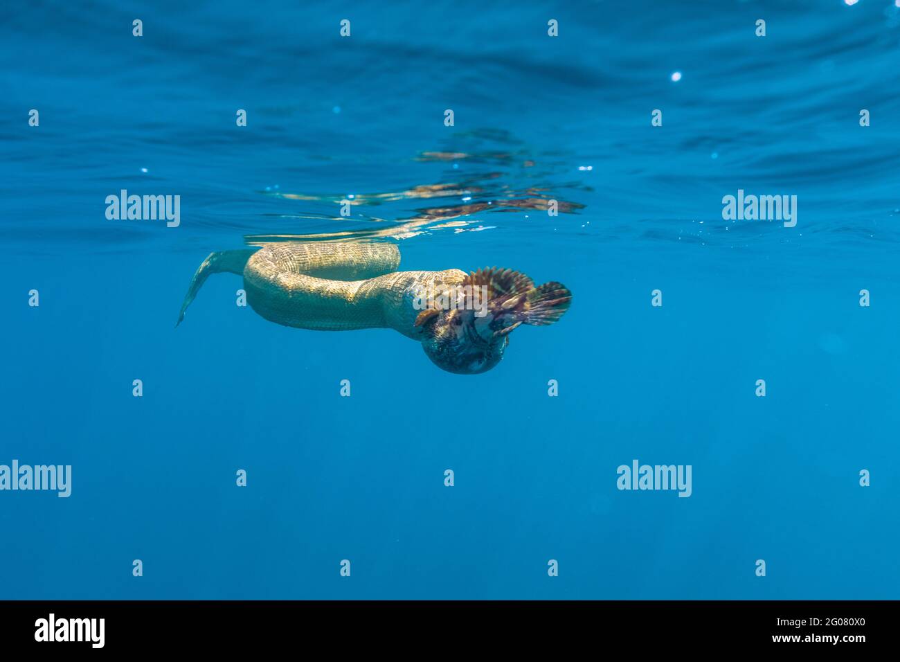 Coral reef snake swallowing tropical fish while swimming in blue water ...