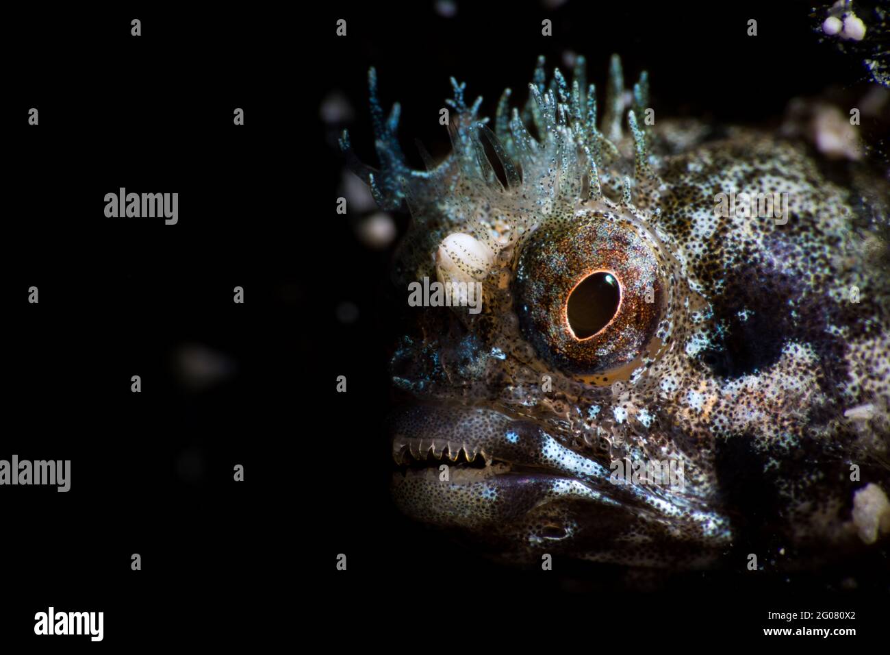 Transparent Head Fish