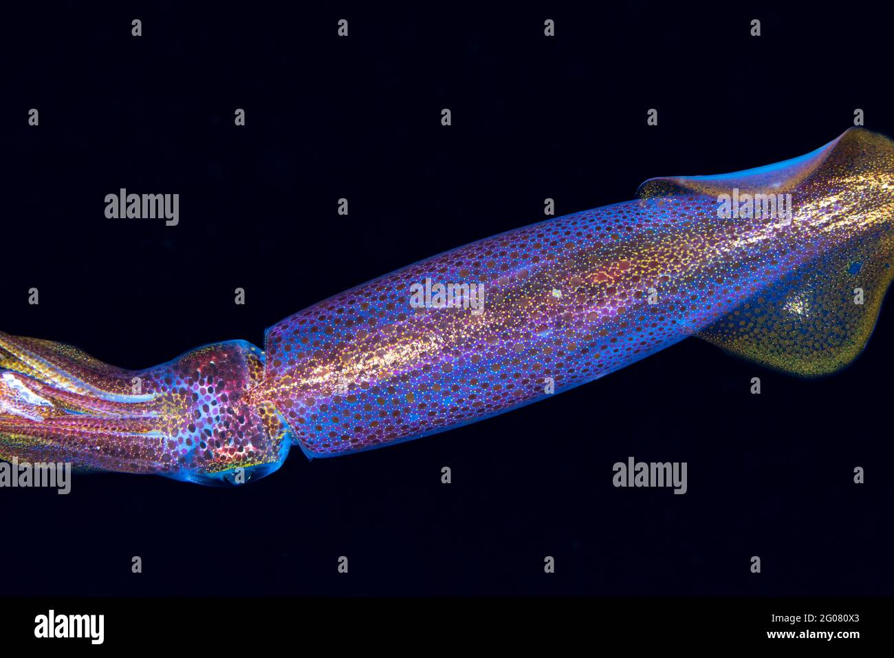 Neon flying squid with transparent dappled body and small arms among ...