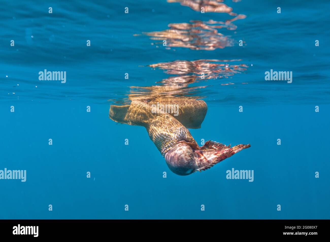 Coral reef snake swallowing tropical fish while swimming in blue water ...