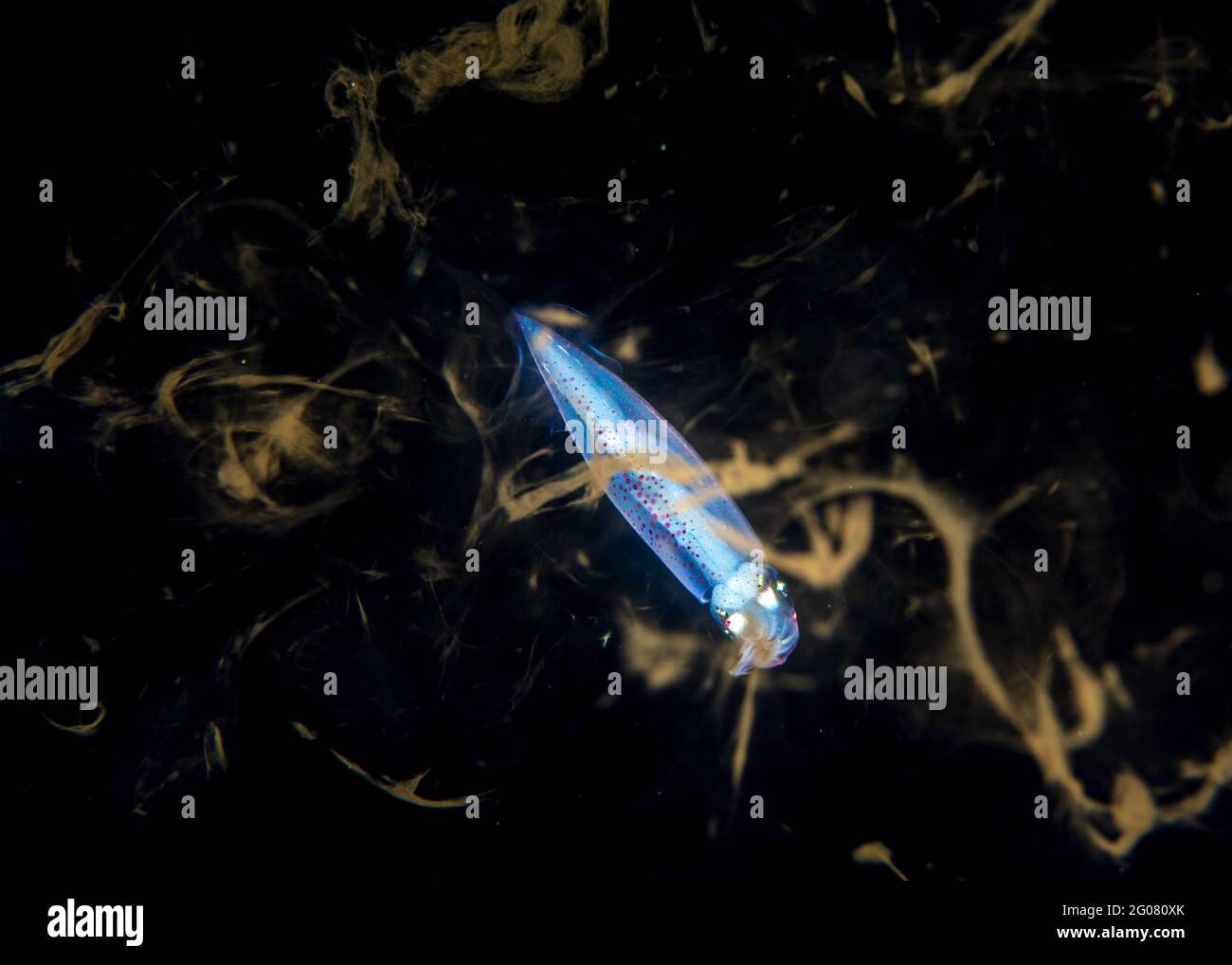 Neon flying squid with transparent dappled body and small arms among ...