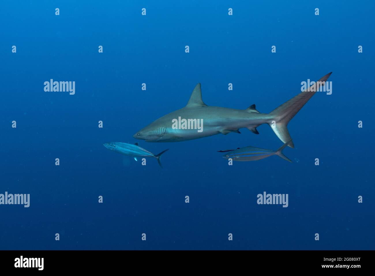 Huge wild reef shark and fish swimming on blue background of clean sea ...