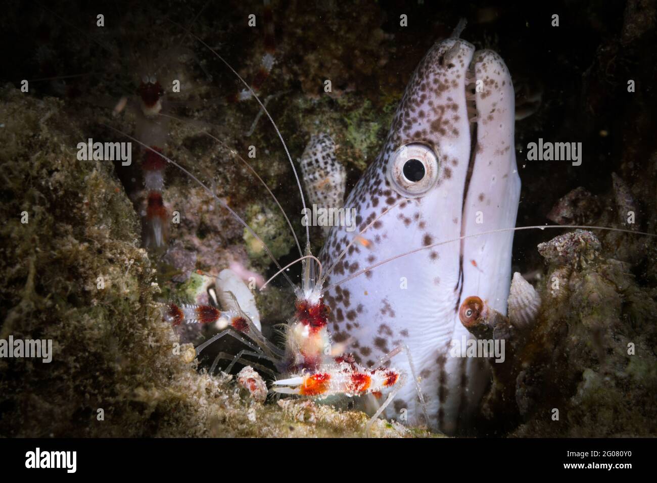 White Moray eel and Banded Coral shrimp in a dark ocean background ...