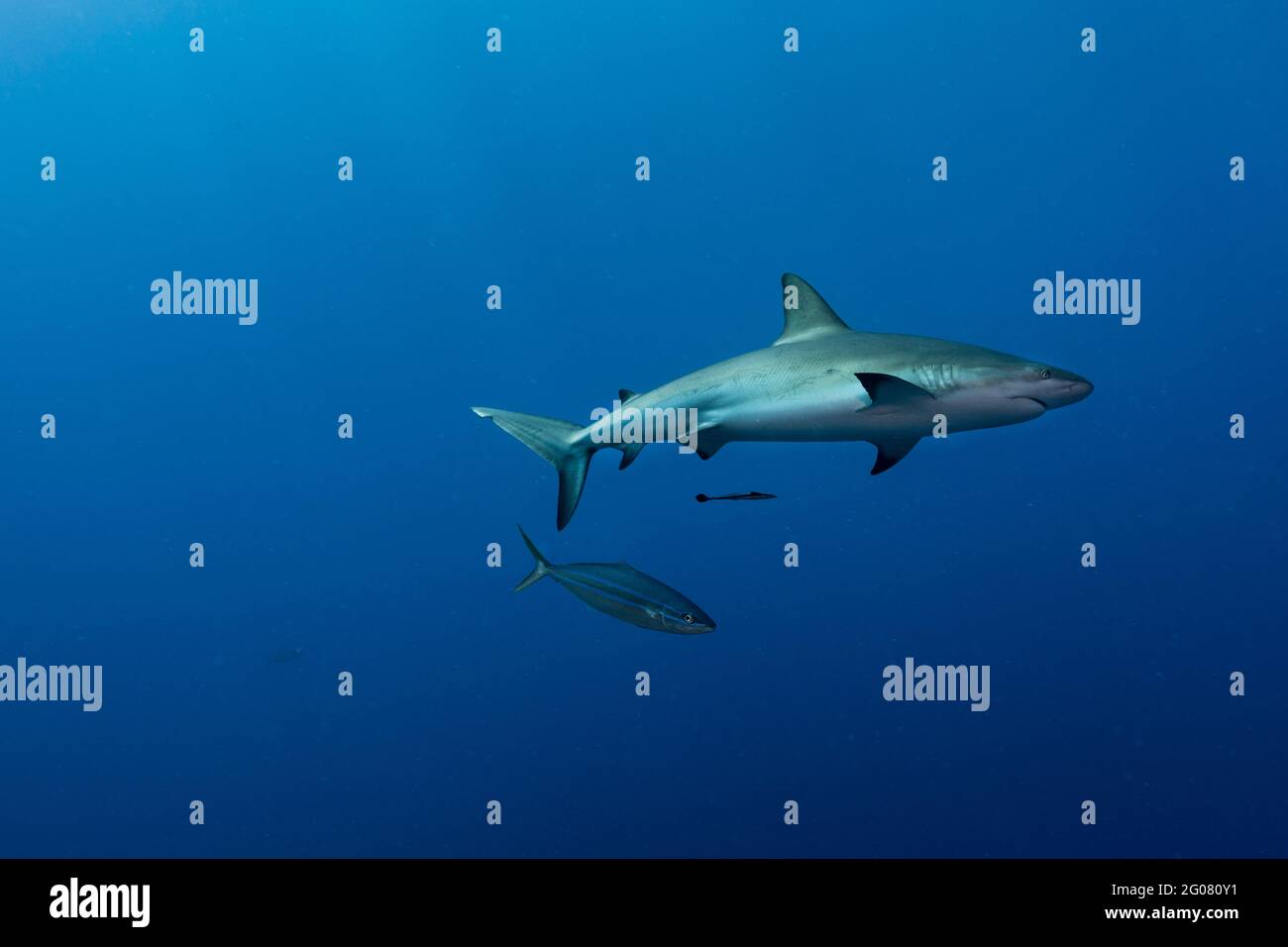 Huge wild reef shark and fish swimming on blue background of clean sea ...