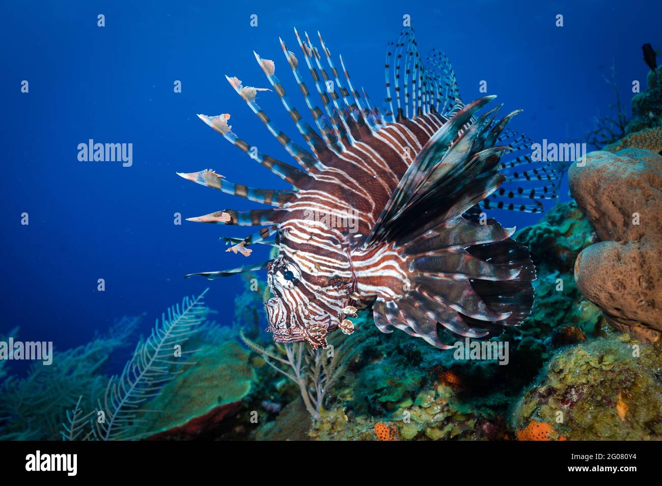 Underwater wild wildlife tropical hi-res stock photography and images ...