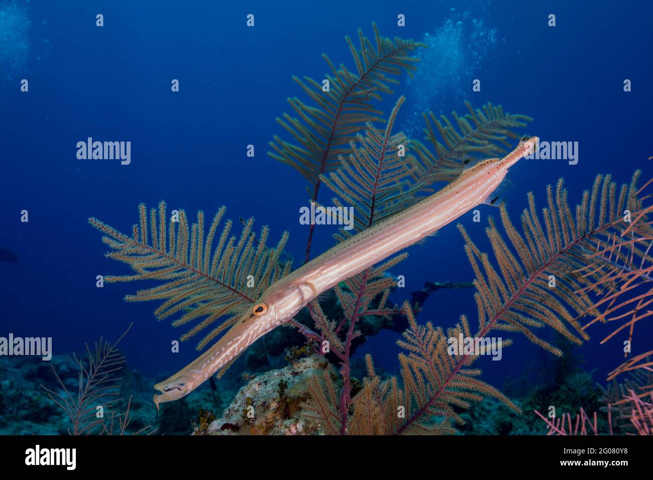 Wild trumpet fish with long body swimming near tropical plant in blue ...