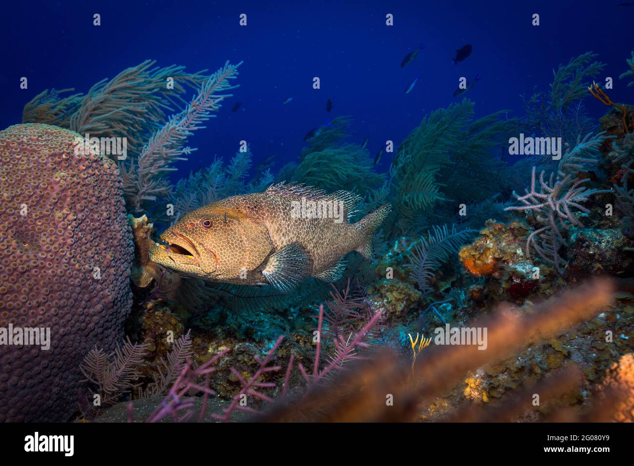Wild grouper fish swimming amidst sea plants over rough surface of ...