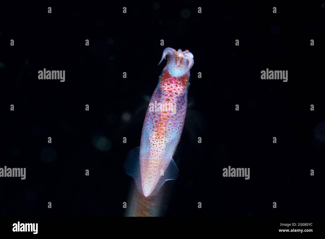 Neon flying squid with transparent dappled body and small arms among ...