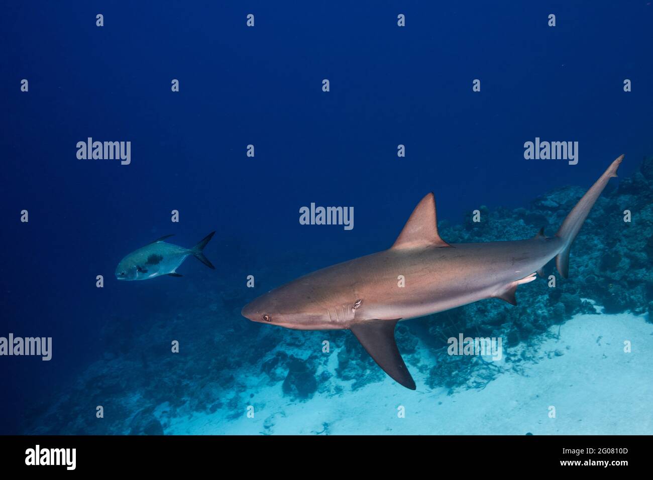 Huge wild reef shark and fish swimming on blue background of clean sea ...