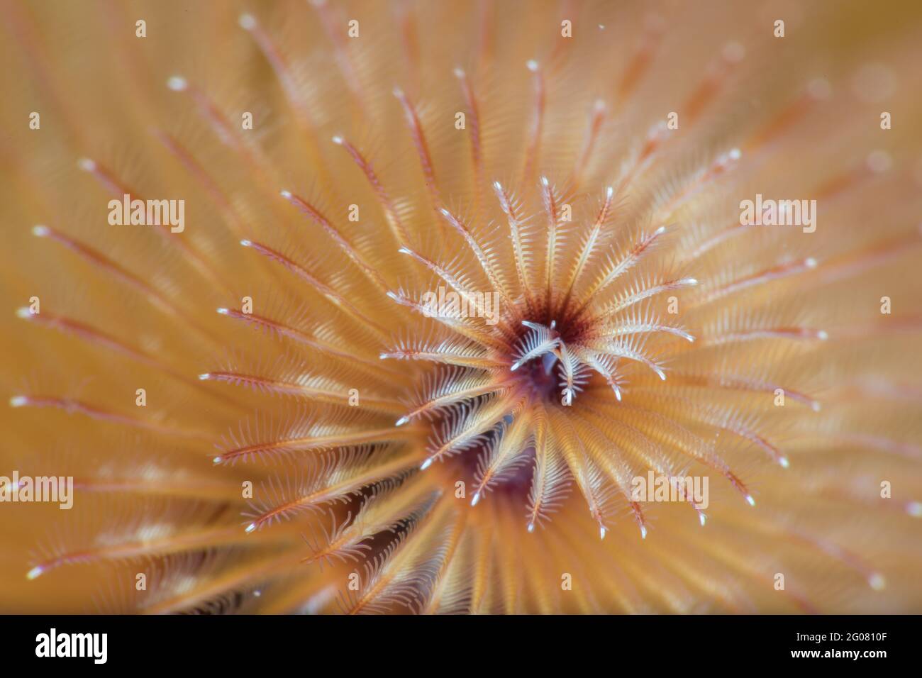From above closeup orange tentacles of wild Spirobranchus worm in clean ...