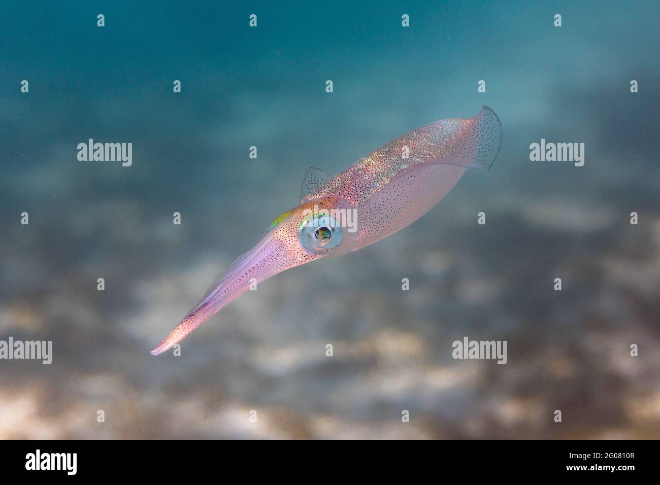 Closeup tiny squid with iridescent skin swimming on blurred background ...