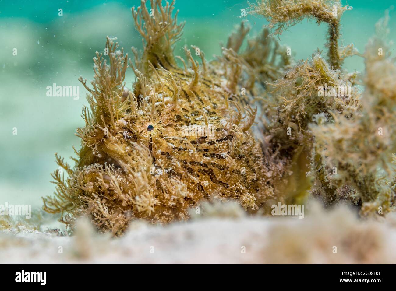 Closeup wild Antennarius Hairy Frogfish with camouflage skin swimming near sea plants and ...