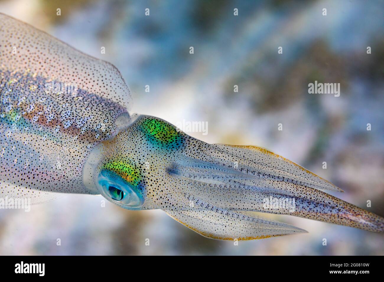 Closeup tiny squid with iridescent skin swimming on blurred background ...