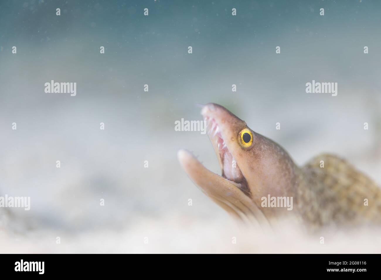 Wild White moray eel with sharp teeth in open mouth lying on sea bottom ...