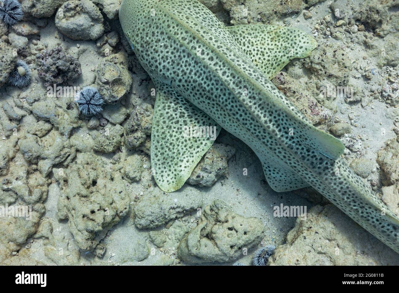 Leopard cat shark lying on sandy bottom of clean sea near coral reef ...