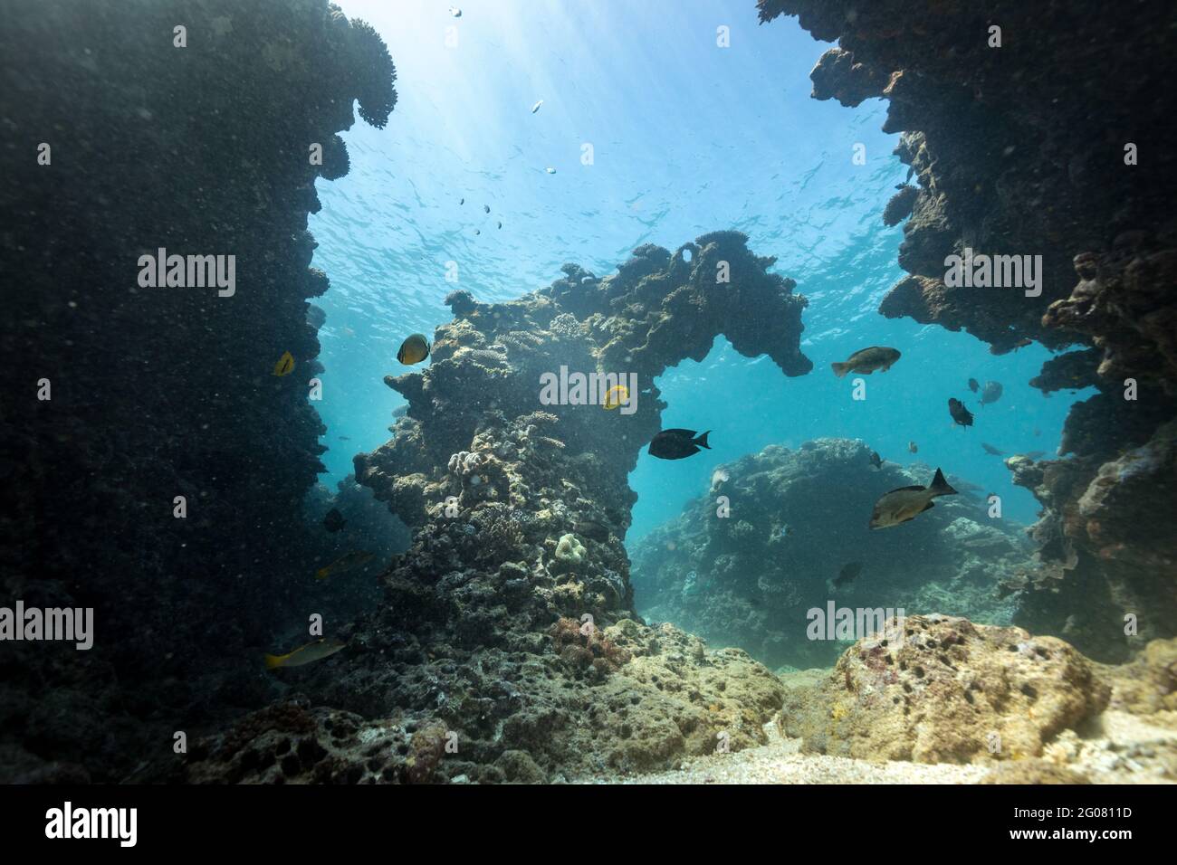 School of small reef shape fish swimming amidst rough corals on bottom ...