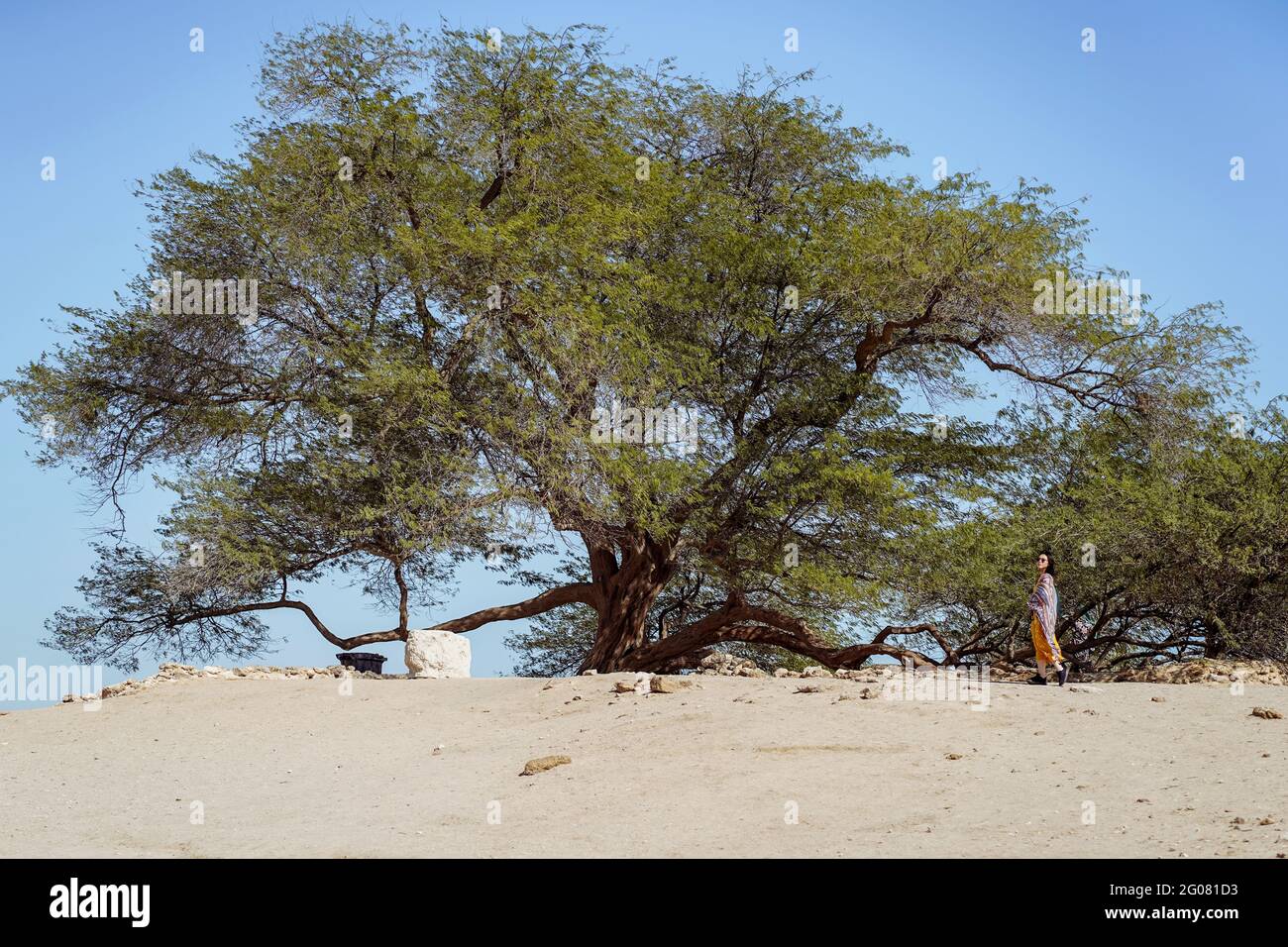 Unrecognizable female traveler admiring amazing high aged Tree of Life ...