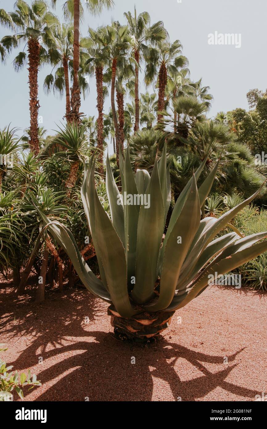 Beautiful vegetation in Majorelle Garden in Marrakesh, Morocco Stock ...