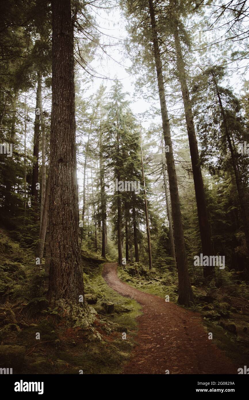 Narrow trail among trees hi-res stock photography and images - Alamy
