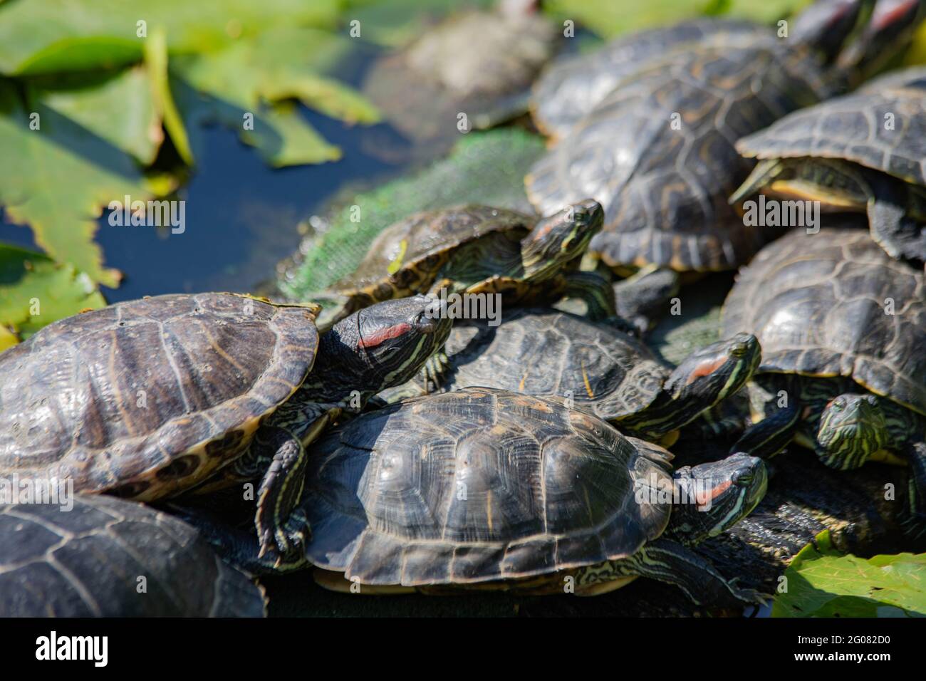 Tortoise nature animal amphibian basking resting hi-res stock ...