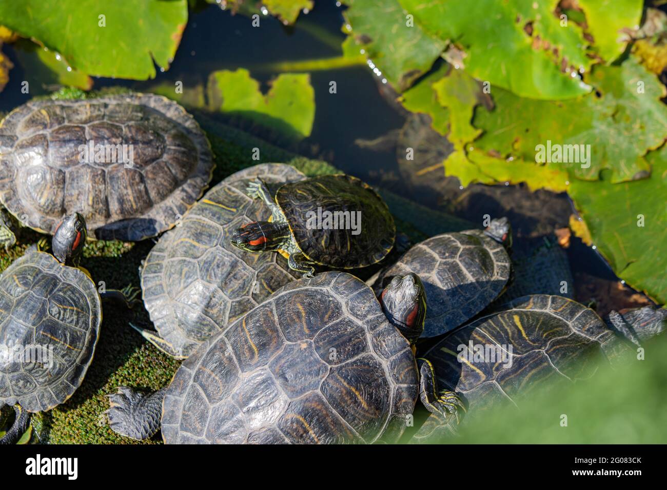 turtles in the lake basking in the sun Stock Photo - Alamy