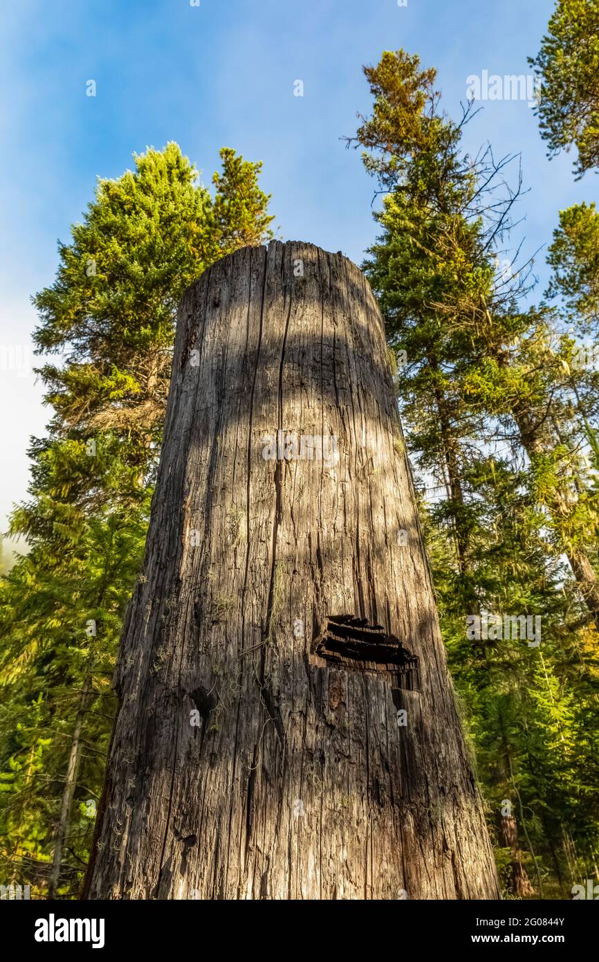 Historic springboard notch from logging 100+ years ago, Cabin City ...